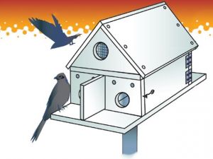 Purple Martin House Plans: How to Build a Purple Martin House