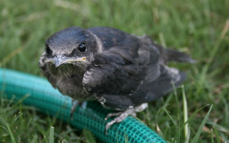 Build a Purple Martin House: Complete DIY Plans and Guide