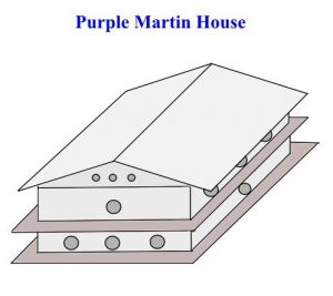 Build a Purple Martin House: Complete DIY Plans and Guide