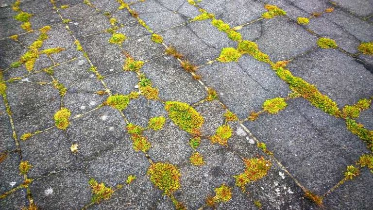 The Best Way and How to Stop Weeds Growing Between Pavers The Best Way and How to Stop Weeds Growing Between Pavers