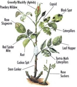 Common Rose Pests, Introduction and Prevention Guide