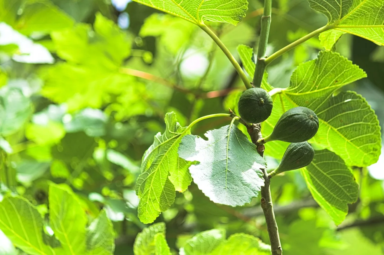 Why Is My Fig Tree Dropping Fruit? Learn the Surprising Reasons