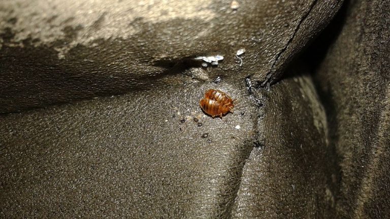 Bed Bug Symptoms - 8 Signs of Bed Bugs You Need to Know